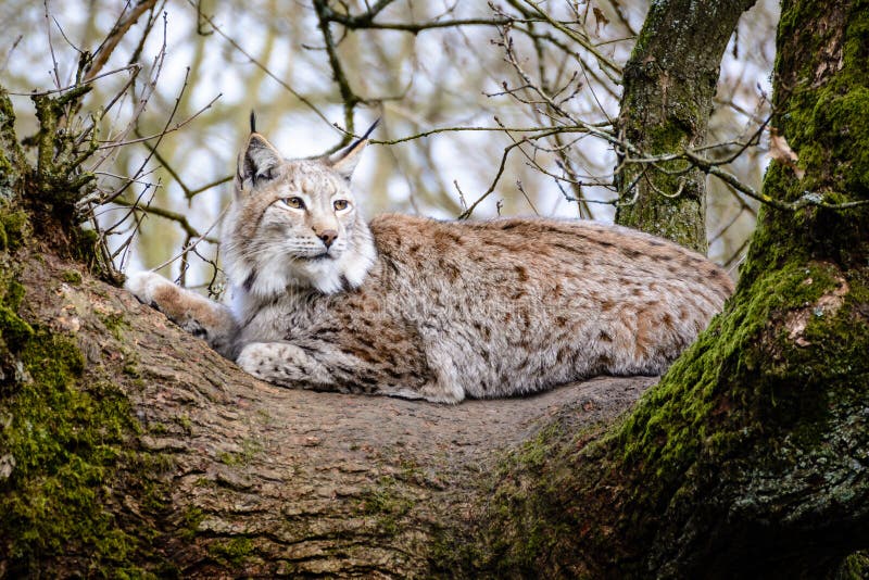 Lynx On The Tree Trunk. Sitting Wild Cat Eurasian Lynx In Orange Autumn ...