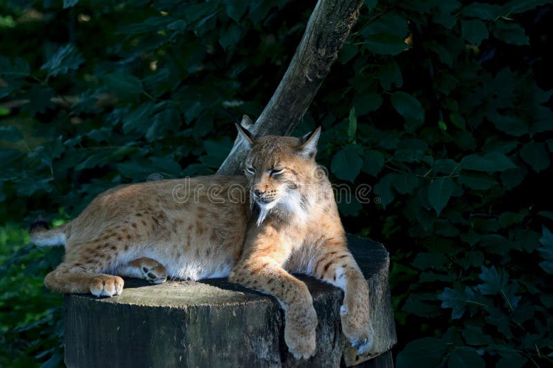 Lynx resting in the sun stock image. Image of giraffe - 326473415