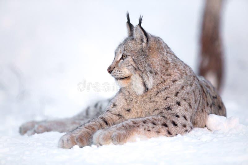 Lynx rests in the snow stock photo. Image of hunter, outdoors - 40365682