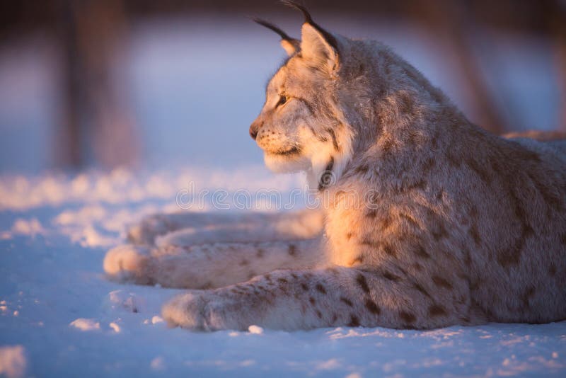 Lynx rests in the sunset stock image. Image of forest - 40366435