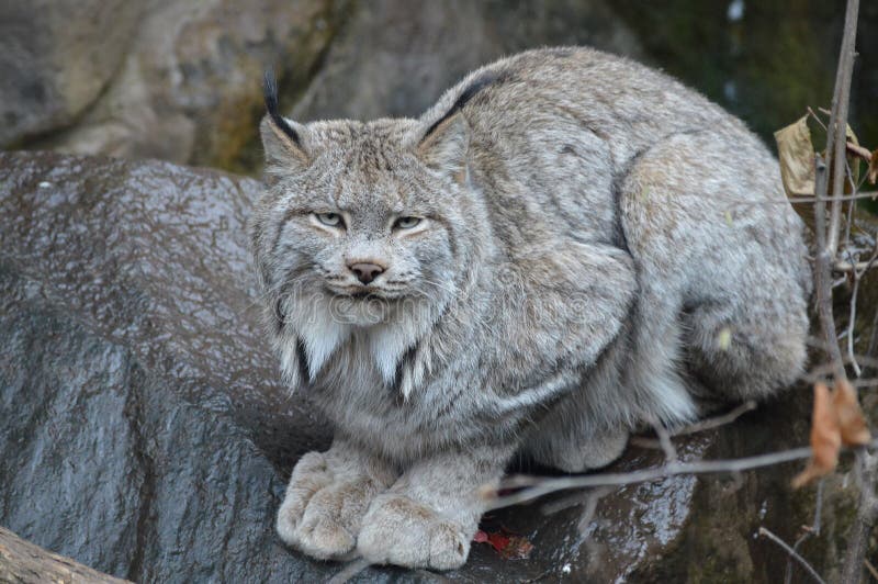White-gray lynx on rock stock image. Image of lynx, hunter - 67285849