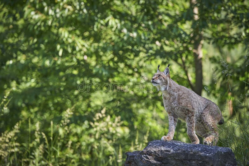 Lynx on a rock stock image. Image of carnivore, brush - 66999481