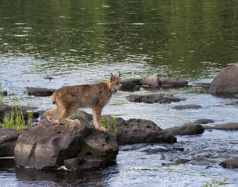 Lynx Crossing River Rocks Stock Photos - Free & Royalty-Free Stock ...