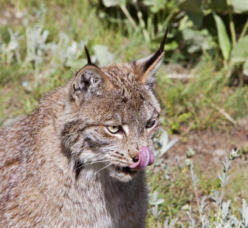 Lynx rufus stock photo. Image of mammal, eurasian, american - 27113164