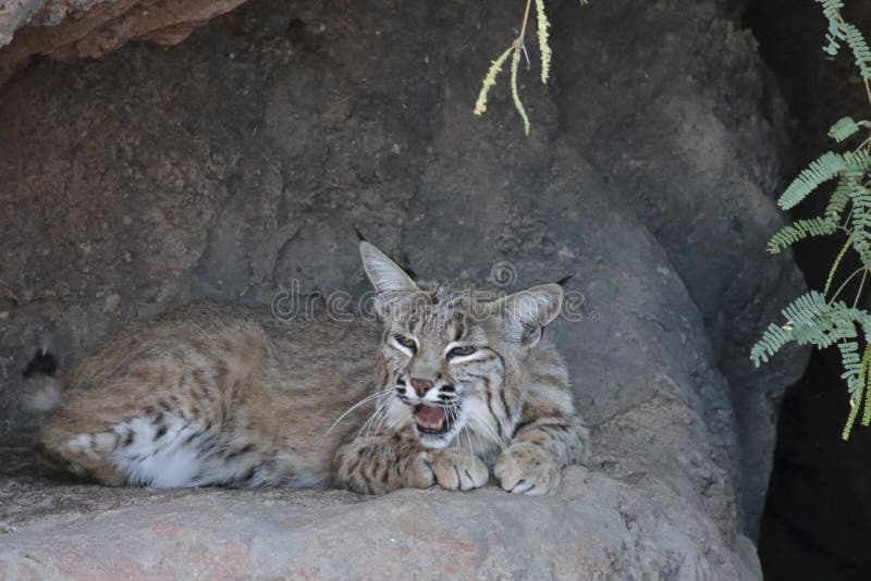 Lynx Rufus stock image. Image of arizona, desert, fang - 73111129