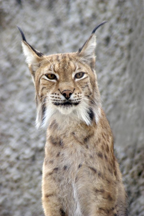 Lynx Rufus Front View Portrait Stock Image - Image of curious, felis ...