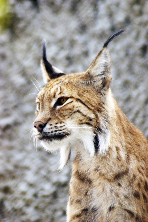 Lynx Rufus Profile Portrait with Open Mouth Stock Photo - Image of ...