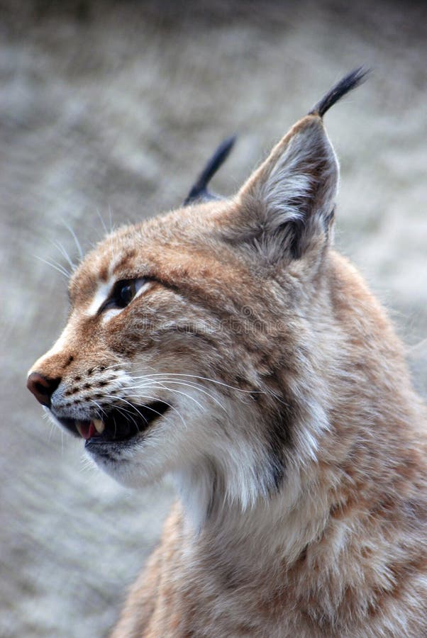 150 Lynx Head Profile Stock Photos - Free & Royalty-Free Stock Photos ...
