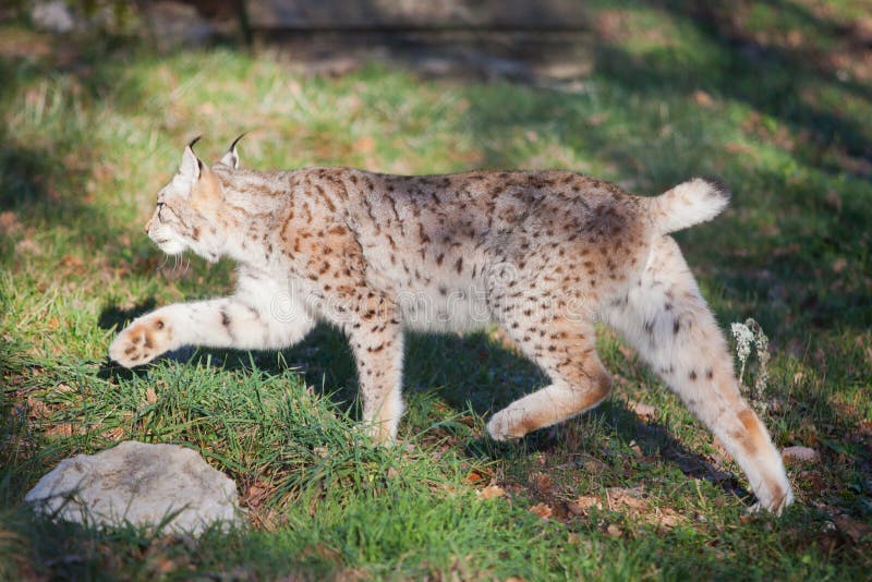 Lynx running stock photo. Image of outdoor, carnivore - 22606772