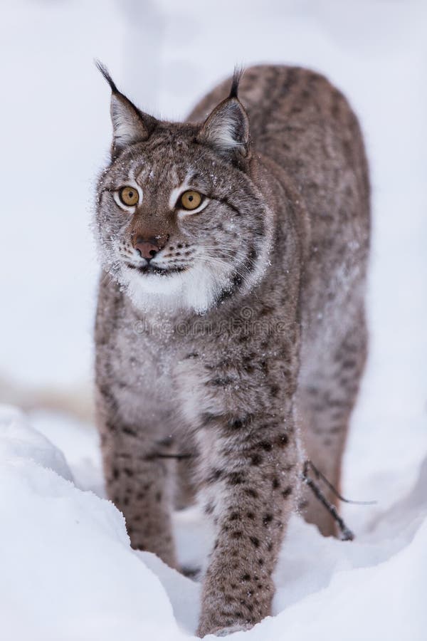 Lynx in Scandinavia Portrait Closeup Pounce Stock Image - Image of ...