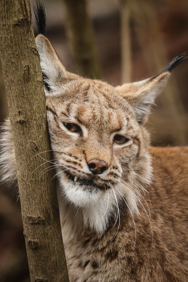 Bobcat Scratches Stock Photos - Free & Royalty-Free Stock Photos from ...