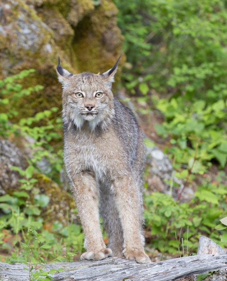 Lynx Se Tenant Sur Un Arbre Dans La Cage Photo stock - Image du brun ...
