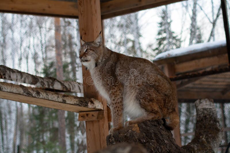 Lynx Seating on a Tree in Cage Stock Photo - Image of cage, natural ...