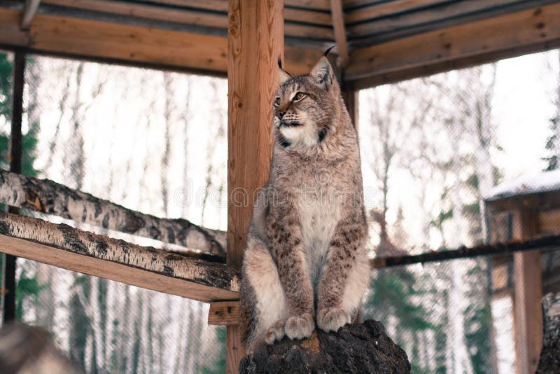 Lynx Seating on a Tree in Cage Stock Image - Image of predator, grass ...