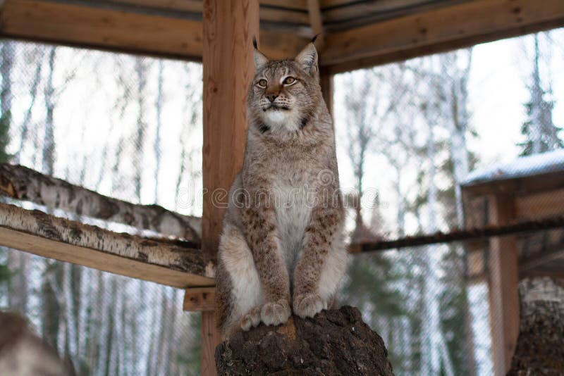 Lynx Seating on a Tree in Cage Stock Image - Image of face, blue: 36616999