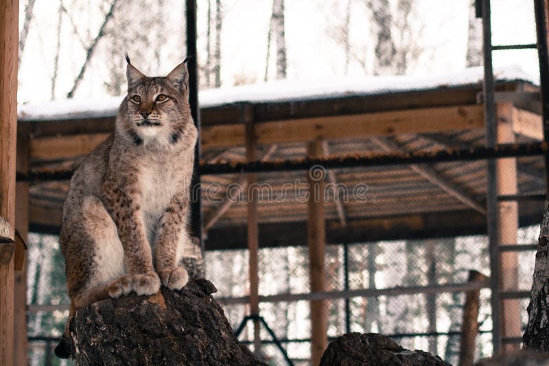 Lynx Seating on a Tree in Cage Stock Photo - Image of nature, season ...