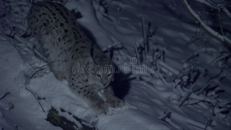 A Lynx Sharpens Its Claws Against a Fallen Tree in a Snowy Forest at ...