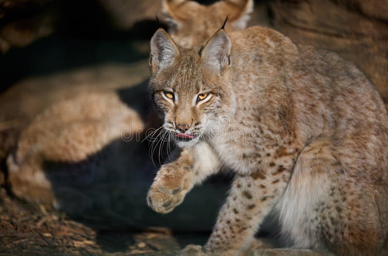 A Lynx Sits and Licks Its Front Paw on a Spring Day Stock Photo - Image ...