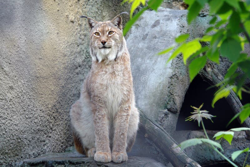Lynx sitting stock photo. Image of frame, snow, forest - 37924346