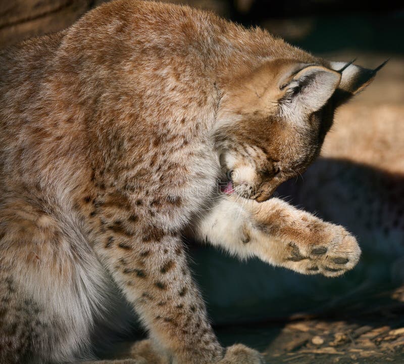 Lynx Sitting and Licking Its Front Paw on a Spring Day Stock Image ...