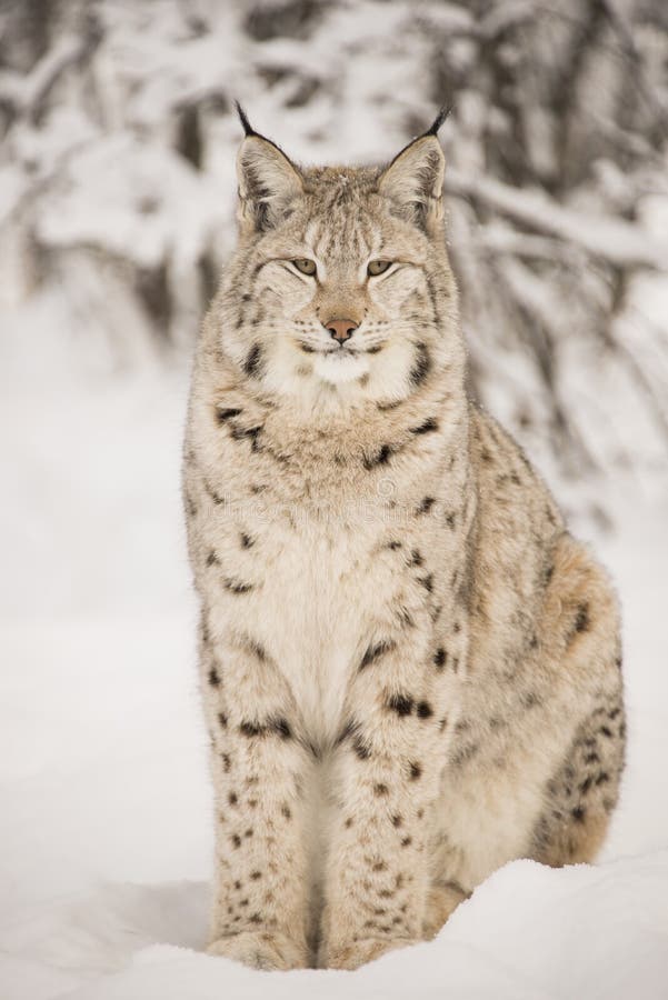 Snow Leopard stock photo. Image of feline, carnivore - 64052974