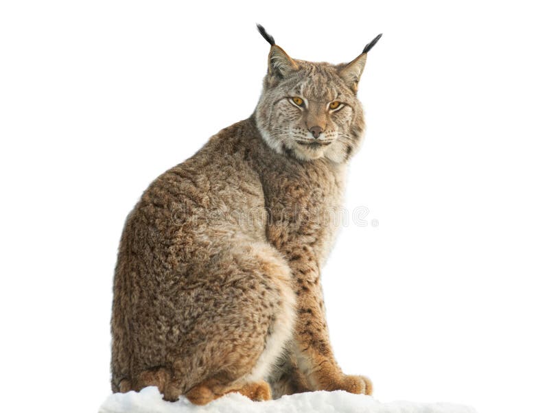 Lynx Sitting on a Tree Isolated on White Background Stock Photo - Image ...