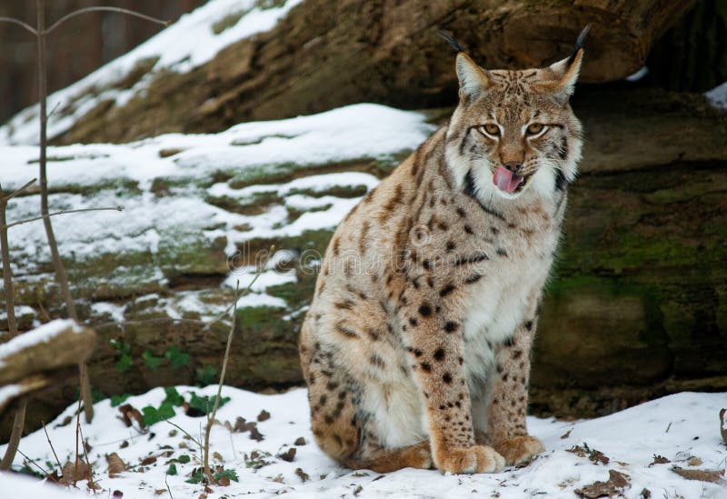 Snow Owl stock photo. Image of eyes, bird, winking, beak - 9480244