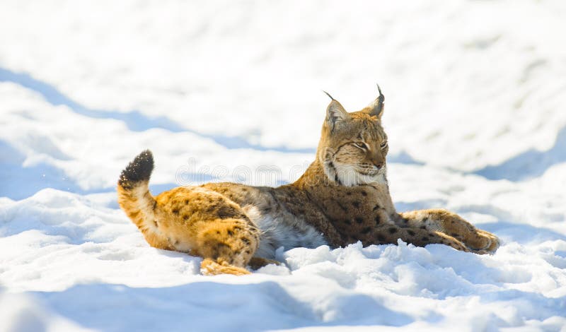 Lynx on the snow stock image. Image of animal, north - 157069803
