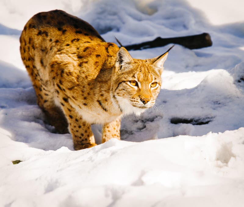 Lynx on the snow. Winter stock image. Image of lynx - 157071691