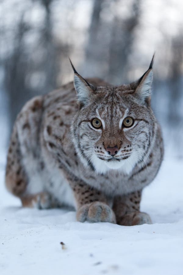 Lynx in snow stock photo. Image of scandinavia, cold - 24762268