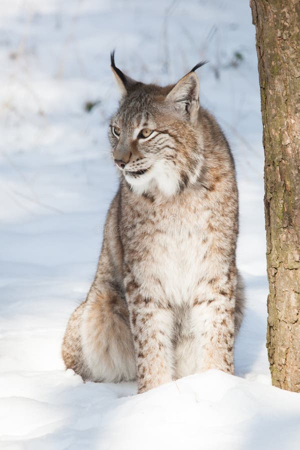 Lynx in snow stock image. Image of animal, grey, creature - 43878363