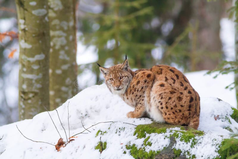 Lynx in the snow stock image. Image of cold, animal, nature - 53185511