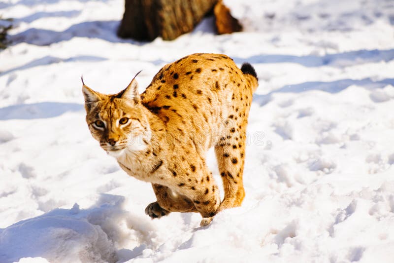 Lynx on the snow stock image. Image of fierce, hunter - 110327713