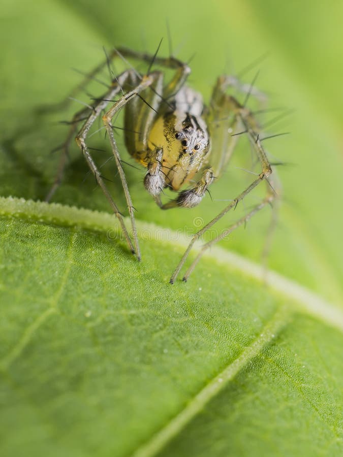 Lynx Spider stock image. Image of background, arachnid - 25211917