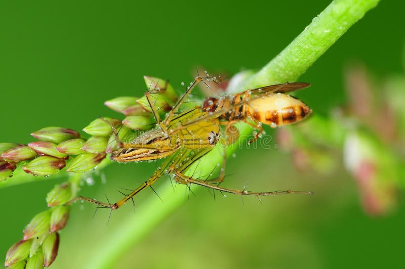 Lynx Spider Eating a Bee in the Park Stock Image - Image of bite, lynx ...