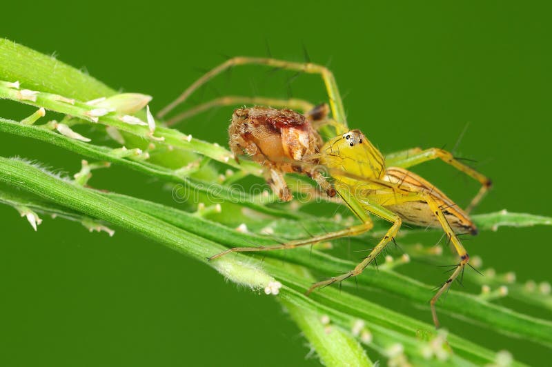 Lynx Spider Eating a Grasshopper Stock Image - Image of gardens ...