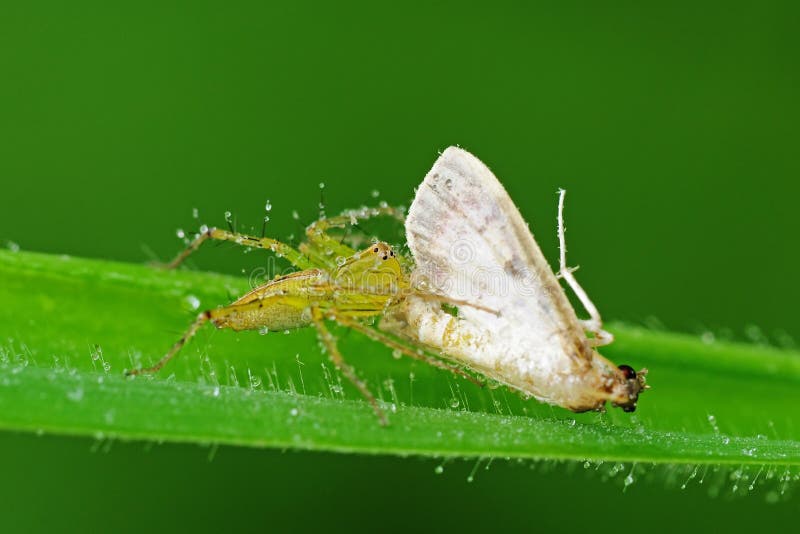 Lynx spider eating a moth stock photo. Image of wildlife - 10386576