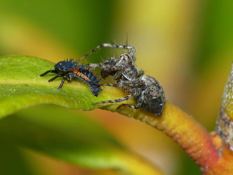 265 Ladybug Nymph Stock Photos - Free & Royalty-Free Stock Photos from ...