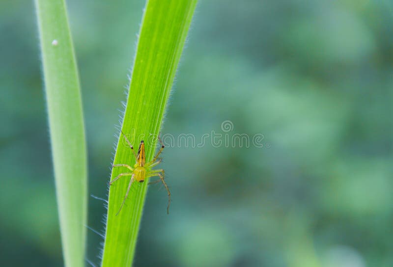 Lynx Spider Oxyopes Javanus Stock Photo - Image of hunting, thailand ...
