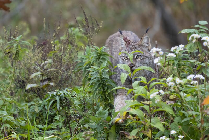 Lynx Stalking through Underbrush Stock Image - Image of time, forest ...