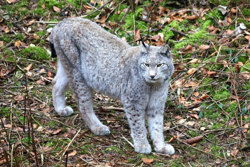 Lynx Standing on the Grass Alert Looking Around Stock Image - Image of ...