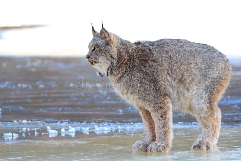 Lynx standing on ice stock image. Image of hunter, frozen - 78953189