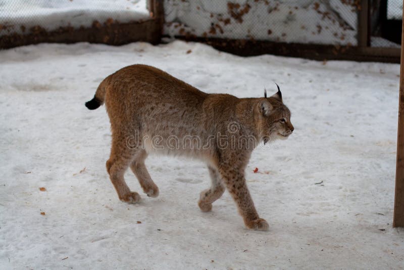 Lynx standing in the snow stock photo. Image of cautious - 36617150
