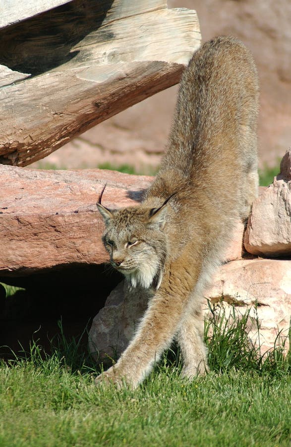 Lynx stretching. stock photo. Image of stretch, outdoors - 960500