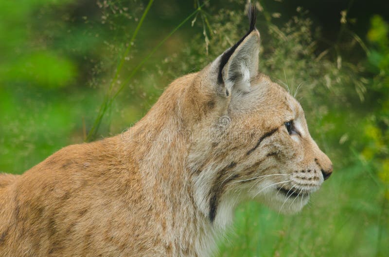 Lynx stock photo. Image of outdoor, norway, beauty, standing - 34306522