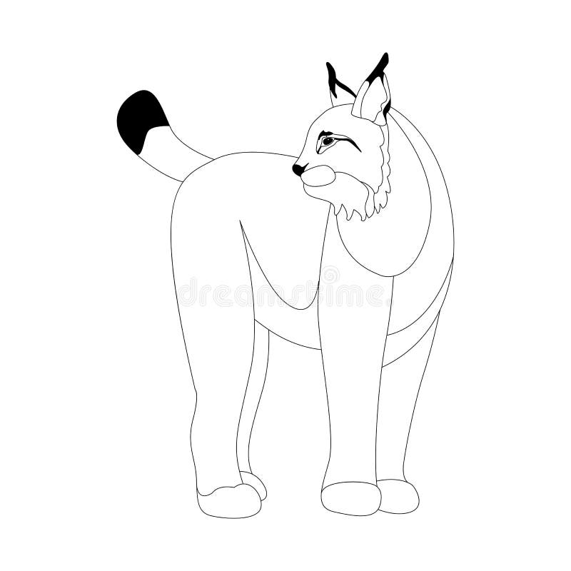 Lynx Vector Illustration Line Drawing Profile Stock Vector ...