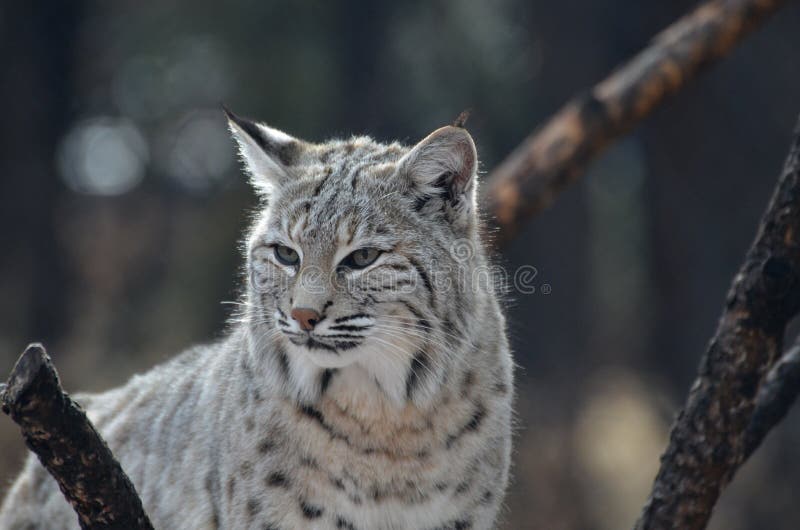 Lynx with a Very Unhappy Face Stock Photo - Image of bobcats, predator ...