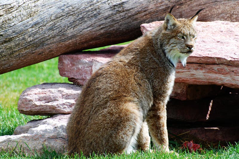 Lynx on the Watch stock photo. Image of pounce, lynx - 16271382
