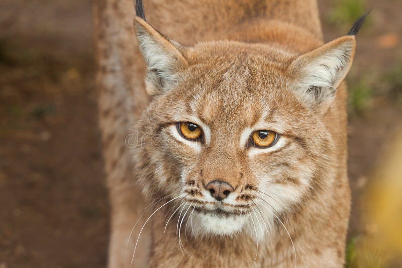 Lynx stock image. Image of hunter, endangered, green - 37146481