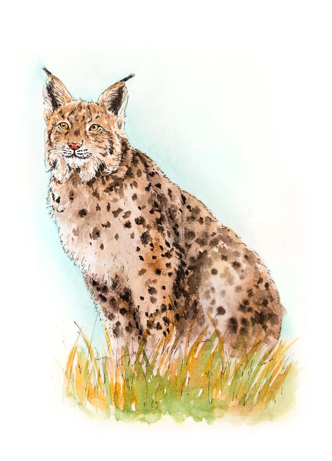 The Lynx. Watercolor Illustration Stock Illustration - Illustration of ...
